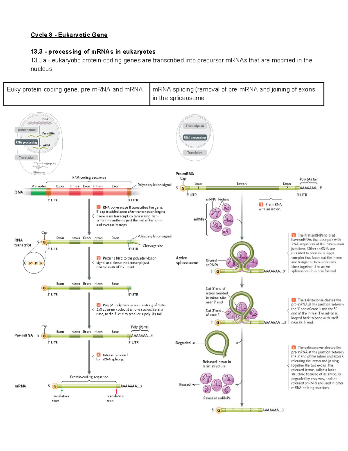 Cycle 8 - Cycle 8 - Eukaryotic Gene 13 - processing of mRNAs in ...