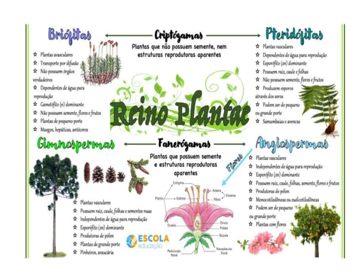 Reino Plantae - 4 Grandes Filos - Mundo Vivo - Studocu