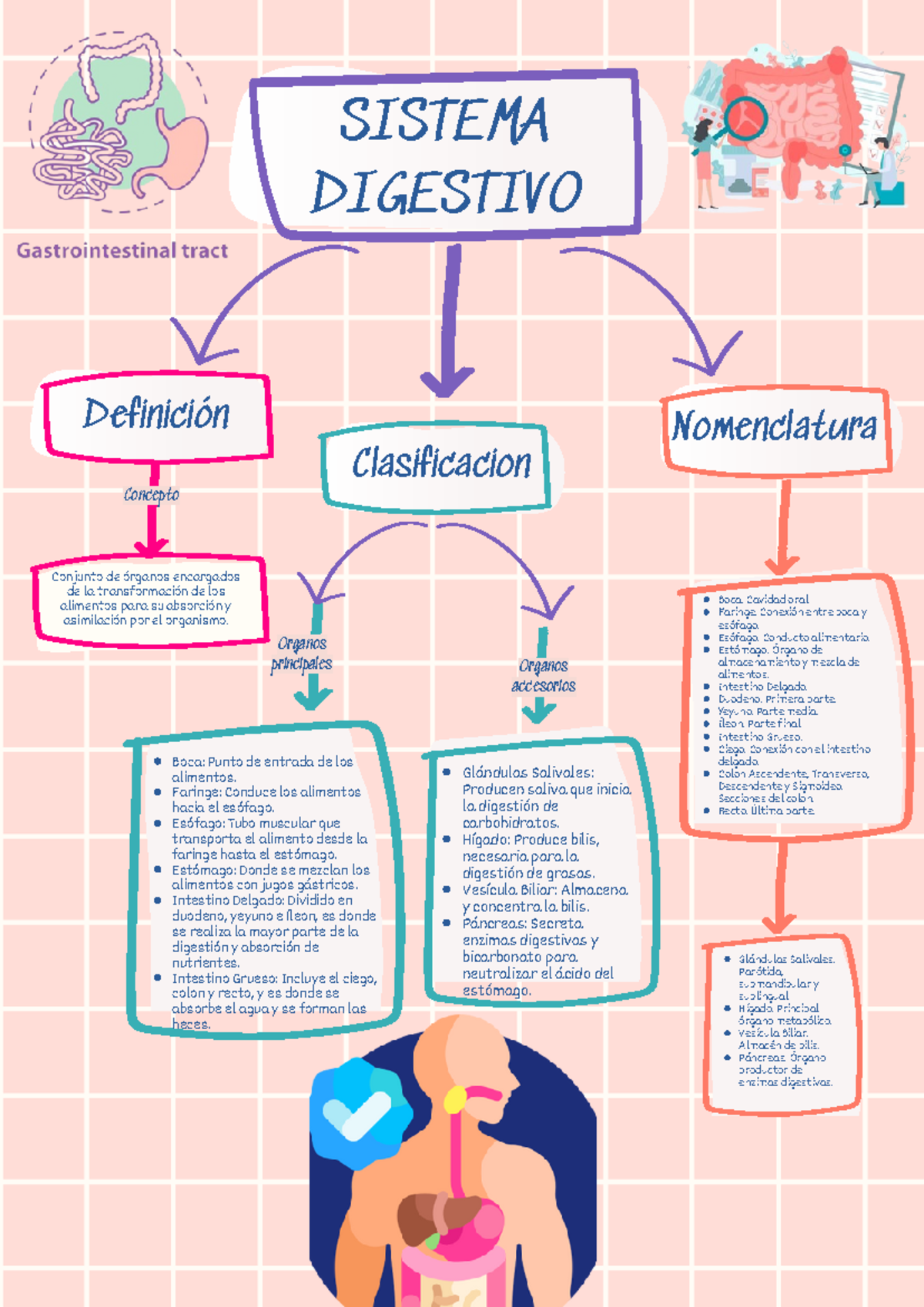 Sistemadigestivo - SDSDSDS - Boca: Punto de entrada de los alimentos ...