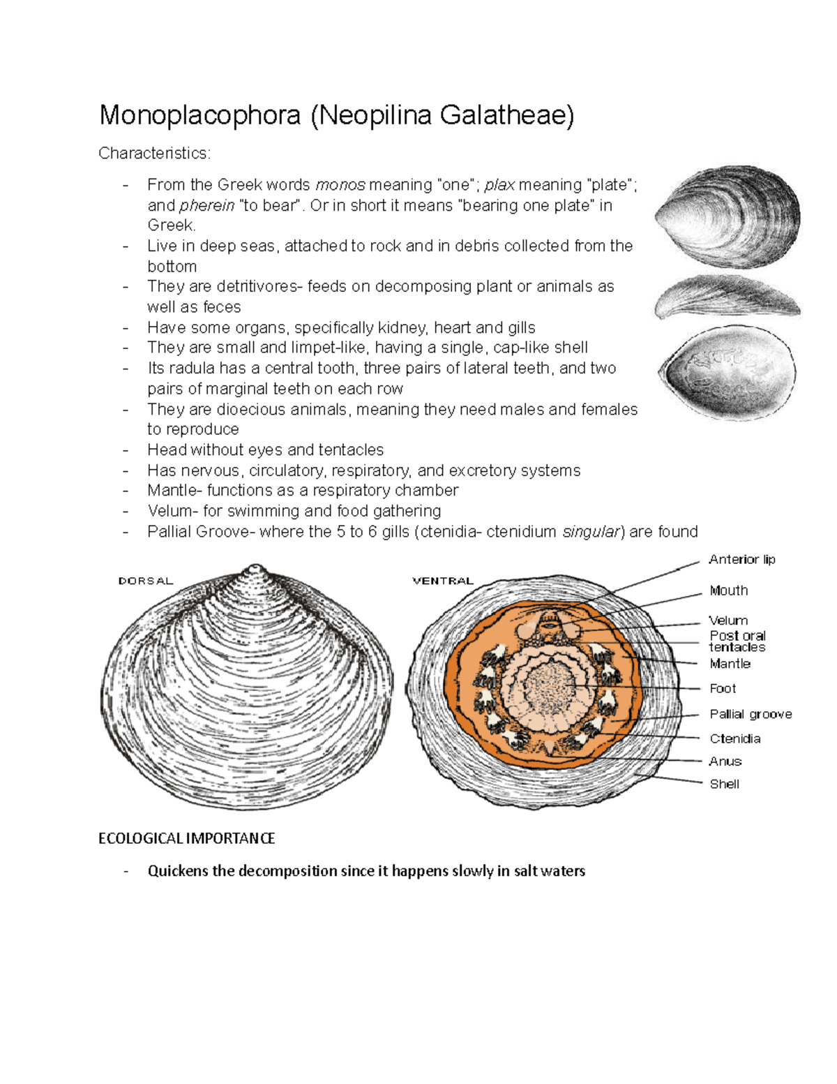 Monoplacophora (Neopilina Galatheae) - Monoplacophora (Neopilina ...