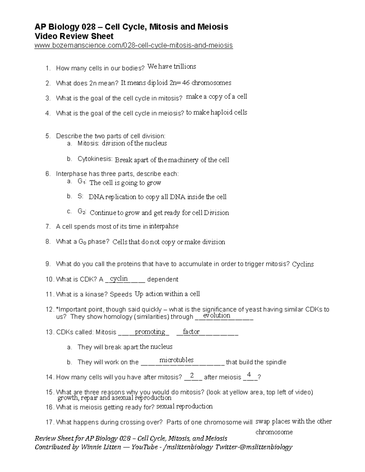 Cell Cycle, Mitosis and Meiosis Worksheet-WL - Review Sheet for AP ...
