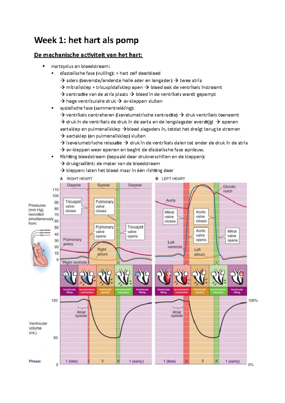 Week 1 CIR - Week 1: het hart als pomp De machanische activiteit van ...