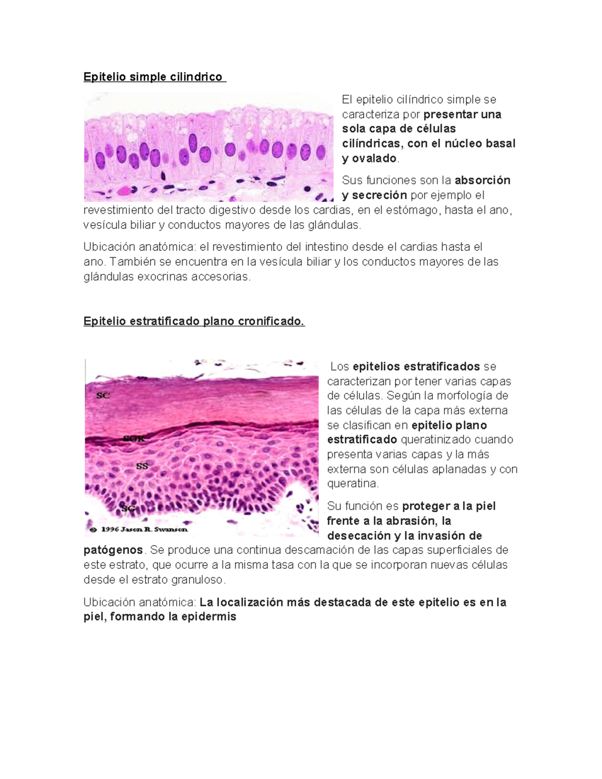 Epitelio simple cilindrico 3 - Sus funciones son la absorción y ...
