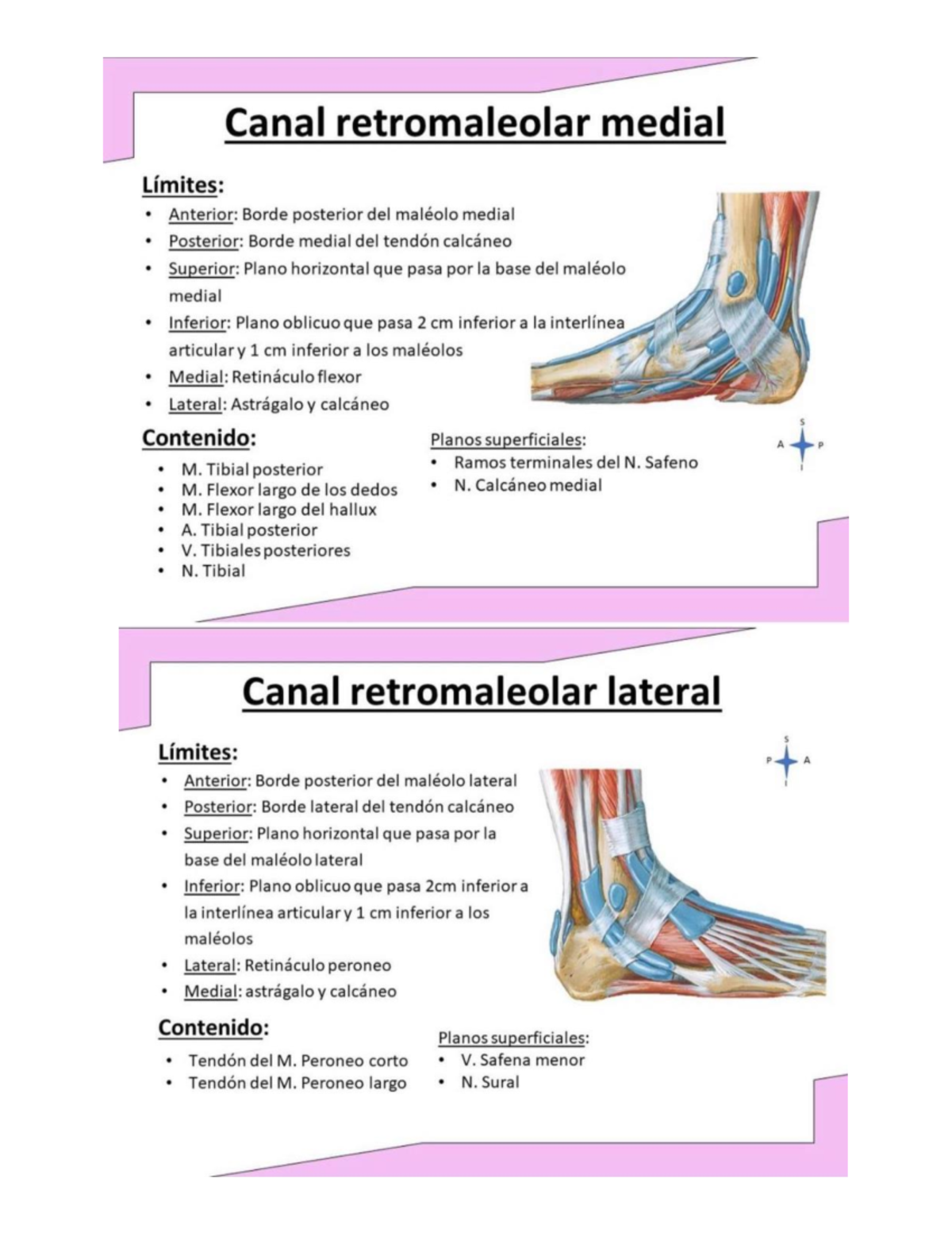 Canales retromaleolares - Anatomía - Studocu