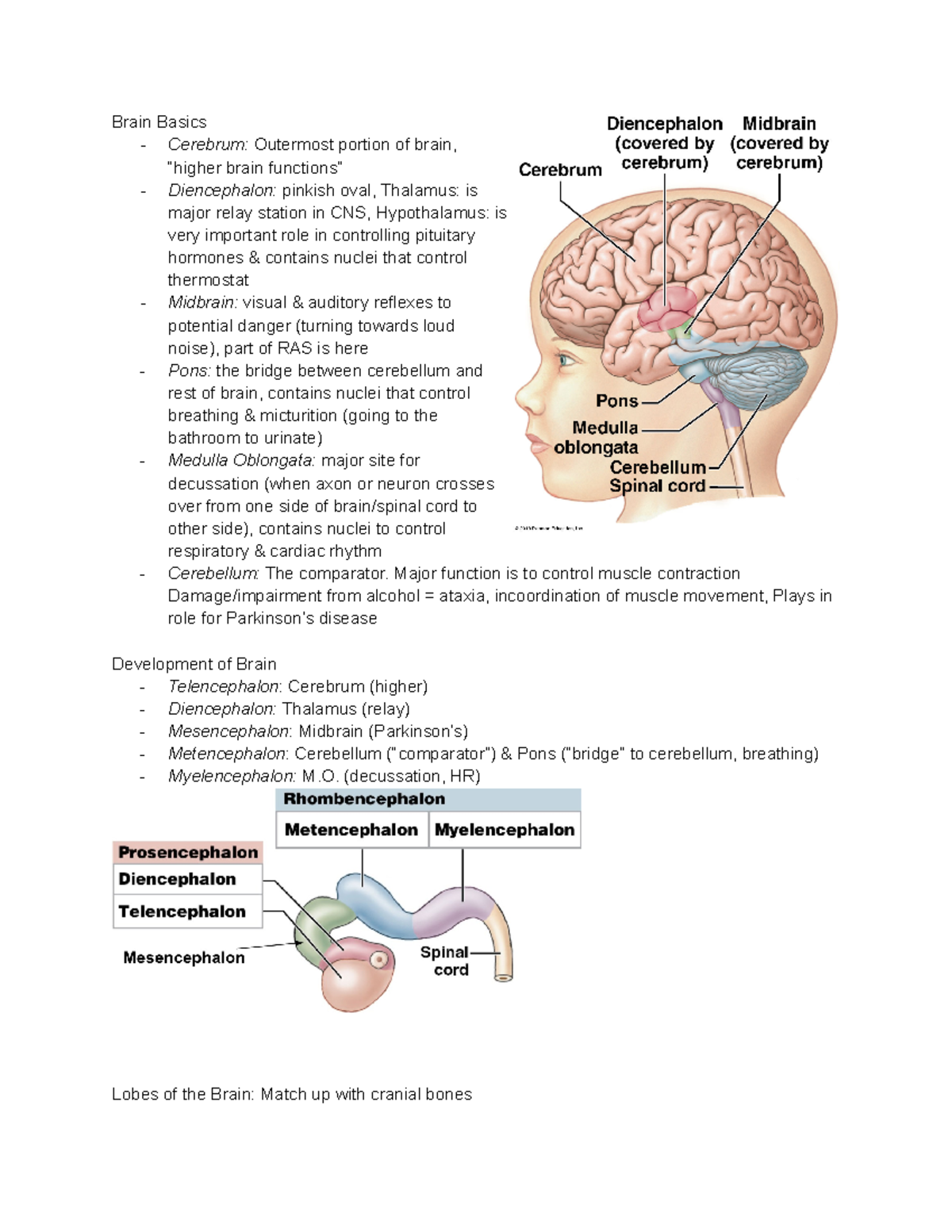 Chapter 13 - Lecture notes 13 - Brain Basics - Cerebrum: Outermost ...