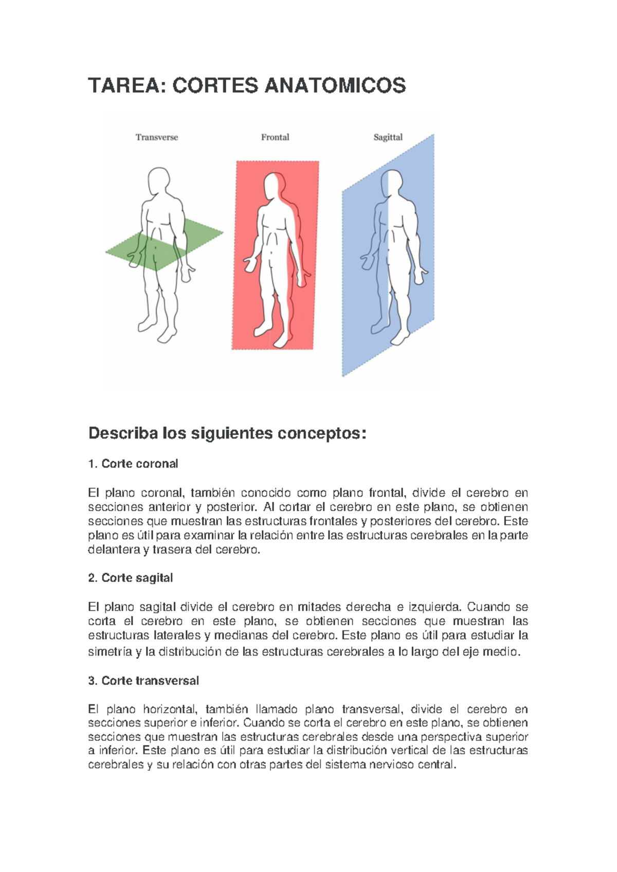 Cortes anatomicos JM Ei1190 - TAREA: CORTES ANATOMICOS Describa los ...