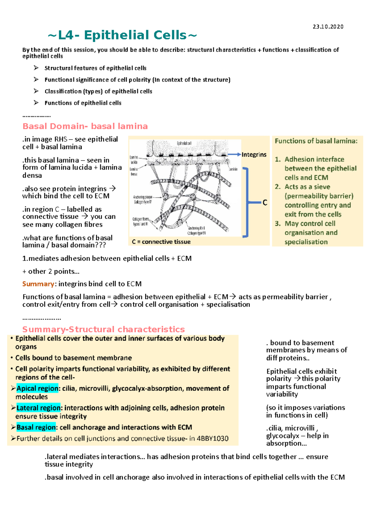 L4 - part 5 Epithelial Cells - including basal domain and lamina - and ...