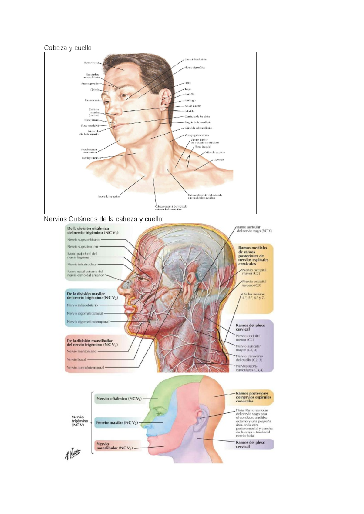 Anatomía Netter - Anatomía 2Anatomía, Aparatos Y Sistemas - Cabeza y ...