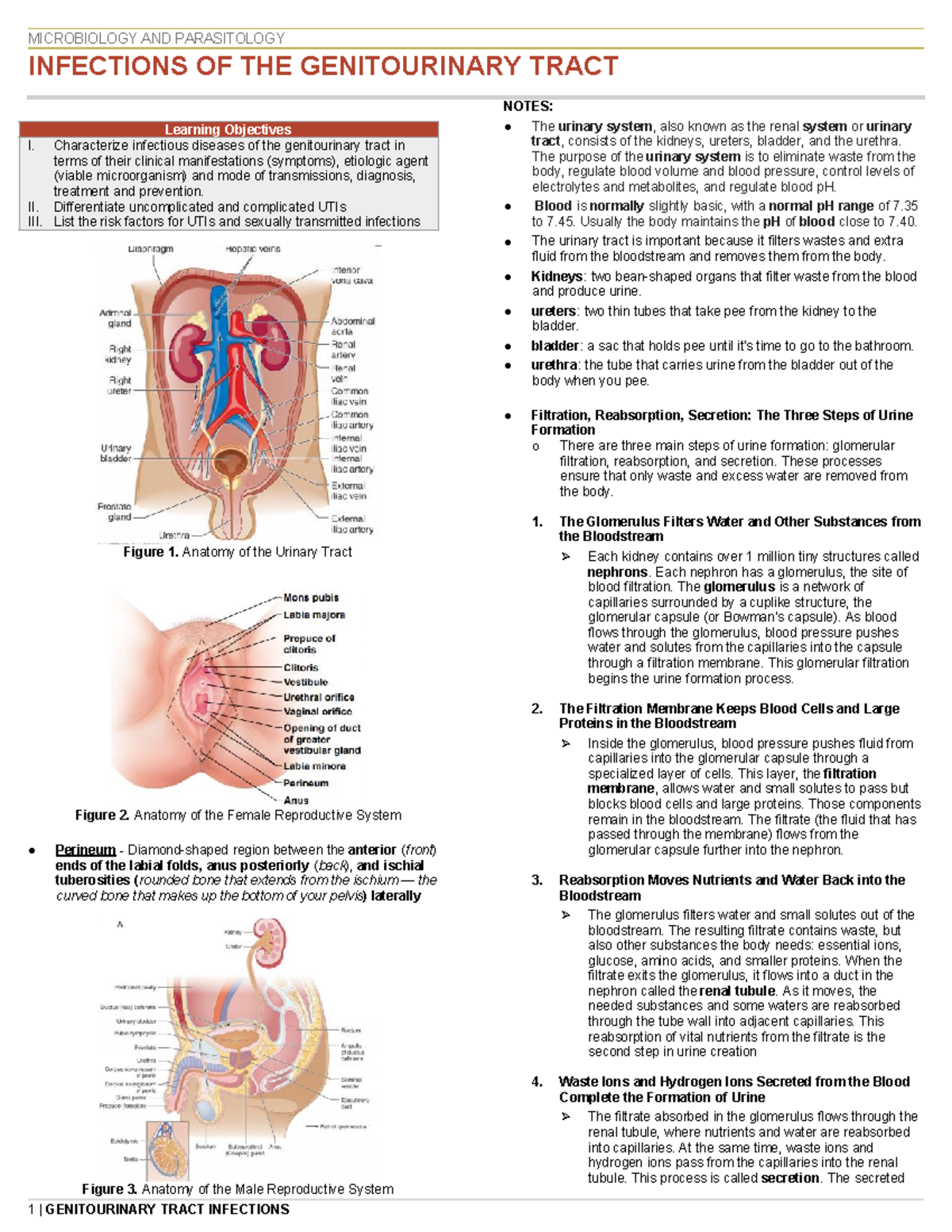 GU-Tract-Infections - MICROPARA - MICROBIOLOGY AND PARASITOLOGY ...