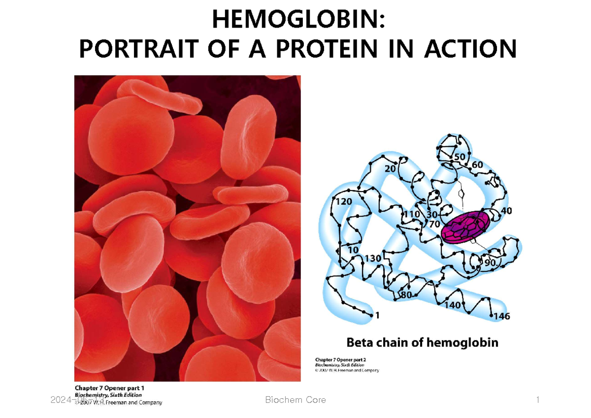 Biochemistry, Jeremy M. Berg, 6th ed, chapter 7 - HEMOGLOBIN: PORTRAIT ...