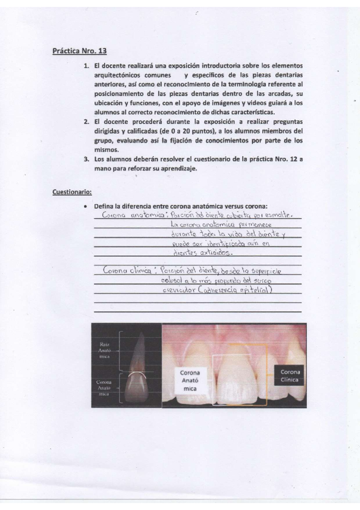 Imagen (39) - DR MARCO - Anatomía, Histología y Embriología dental ...