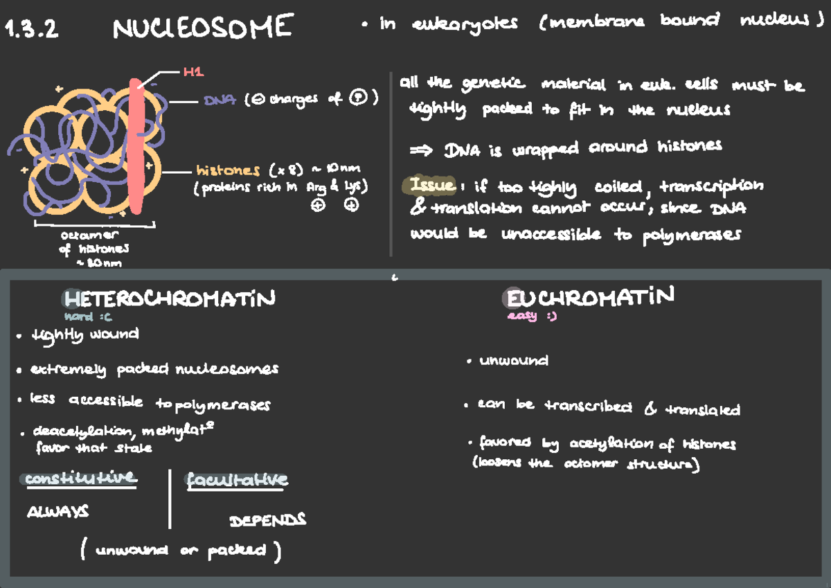 Schematics | Molecular Biology | L2 CBi - 2 NUCLEDSOME · in eukaryotes ...