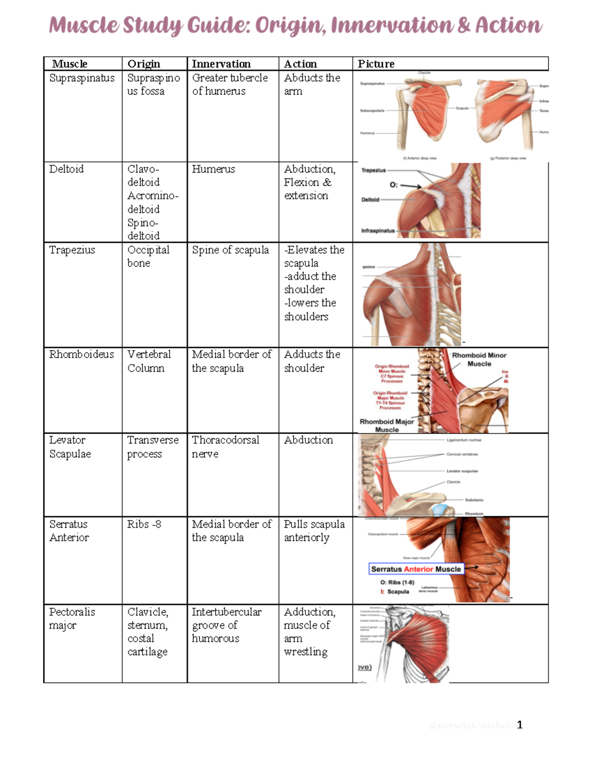 Muscle Study Guide - Muscle Origin Innervation Action Picture ...