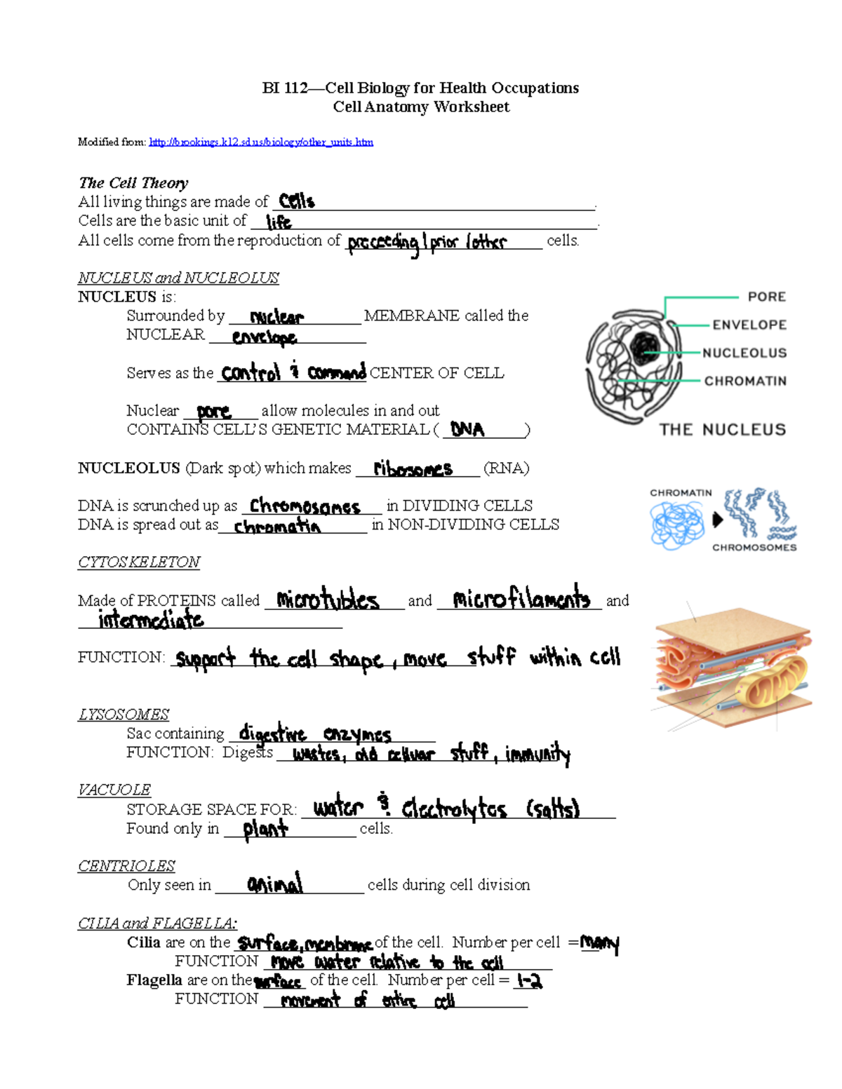 Cell Anatomy WS- Biology 112 - BI 112—Cell Biology for Health ...