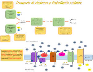 Comunicacion celular ejemplos - Comunicación autocrina: Señalización ...