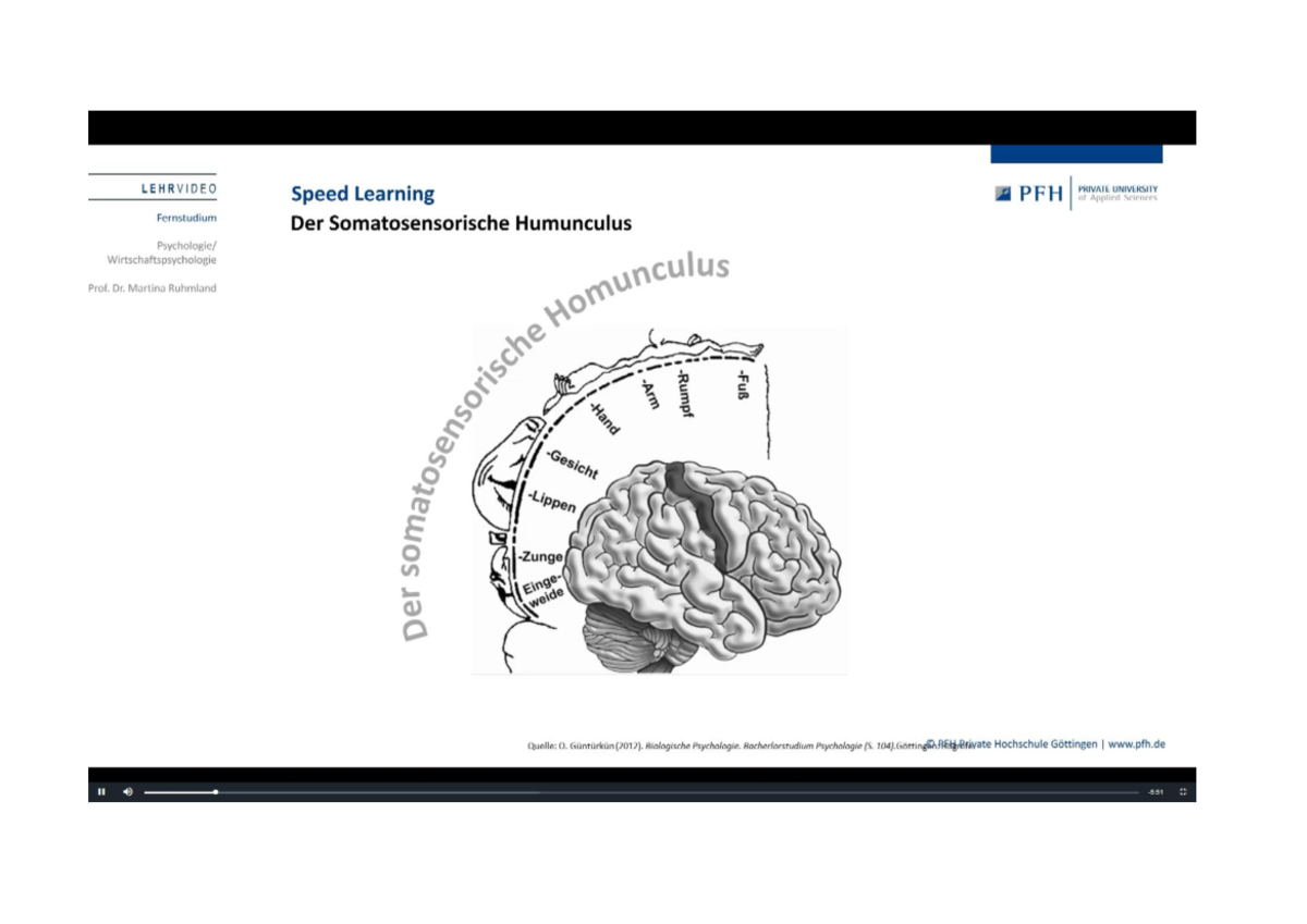 Somatosensorischer Homunculus - Vergleichbar mit einer geografischen ...