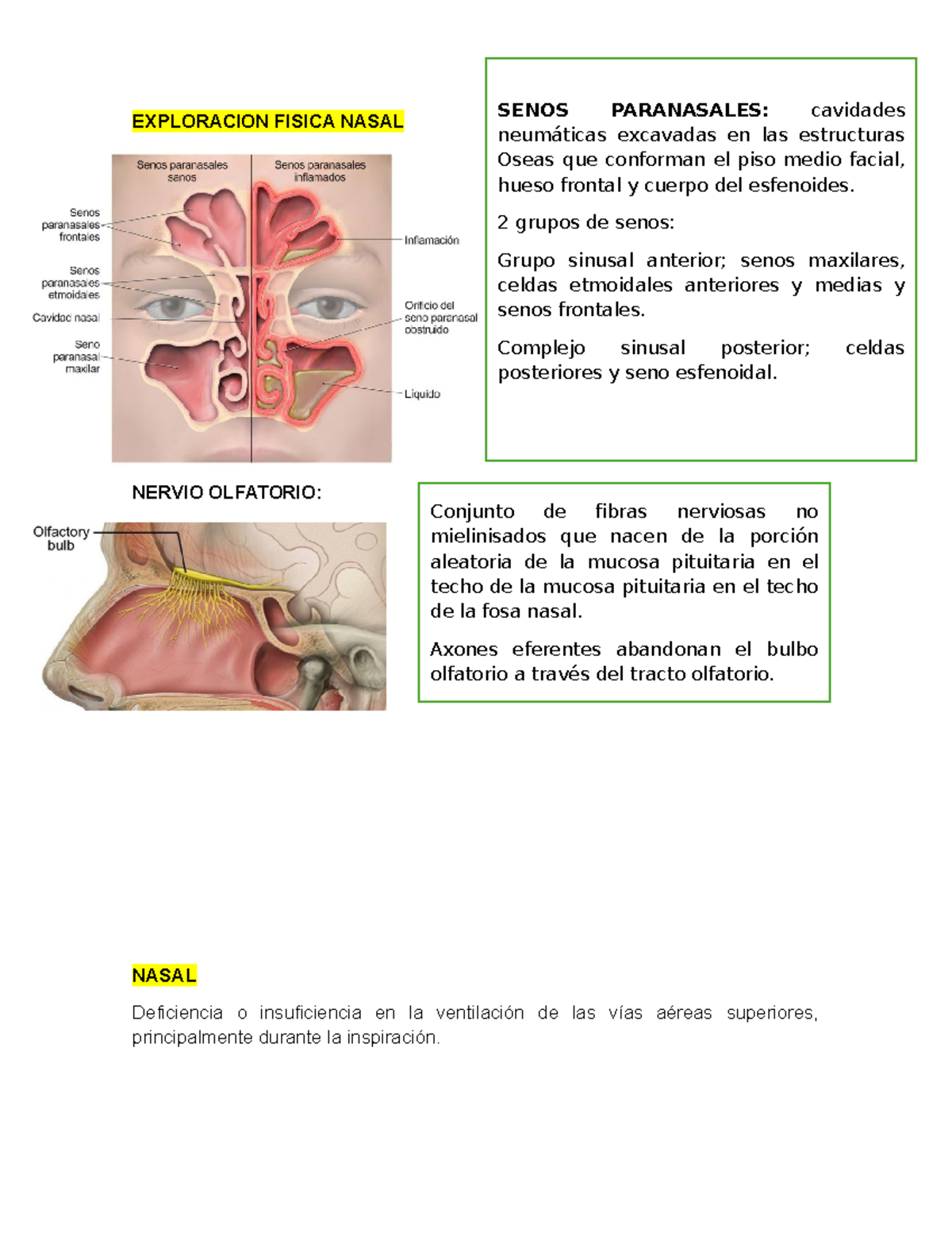 Guia ORL - guia orl - EXPLORACION FISICA NASAL NERVIO OLFATORIO: NASAL ...