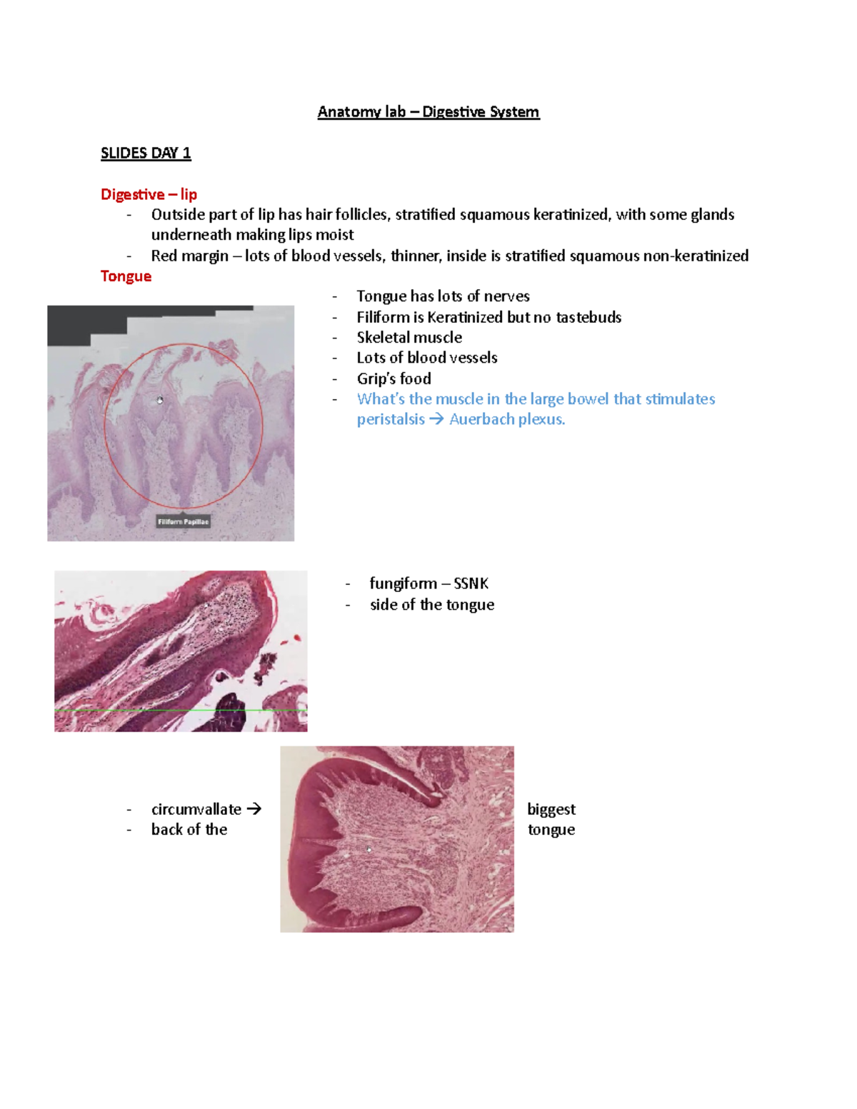 Anatomy lab - Digestive Slides 1 - Anatomy lab – Digestive System ...