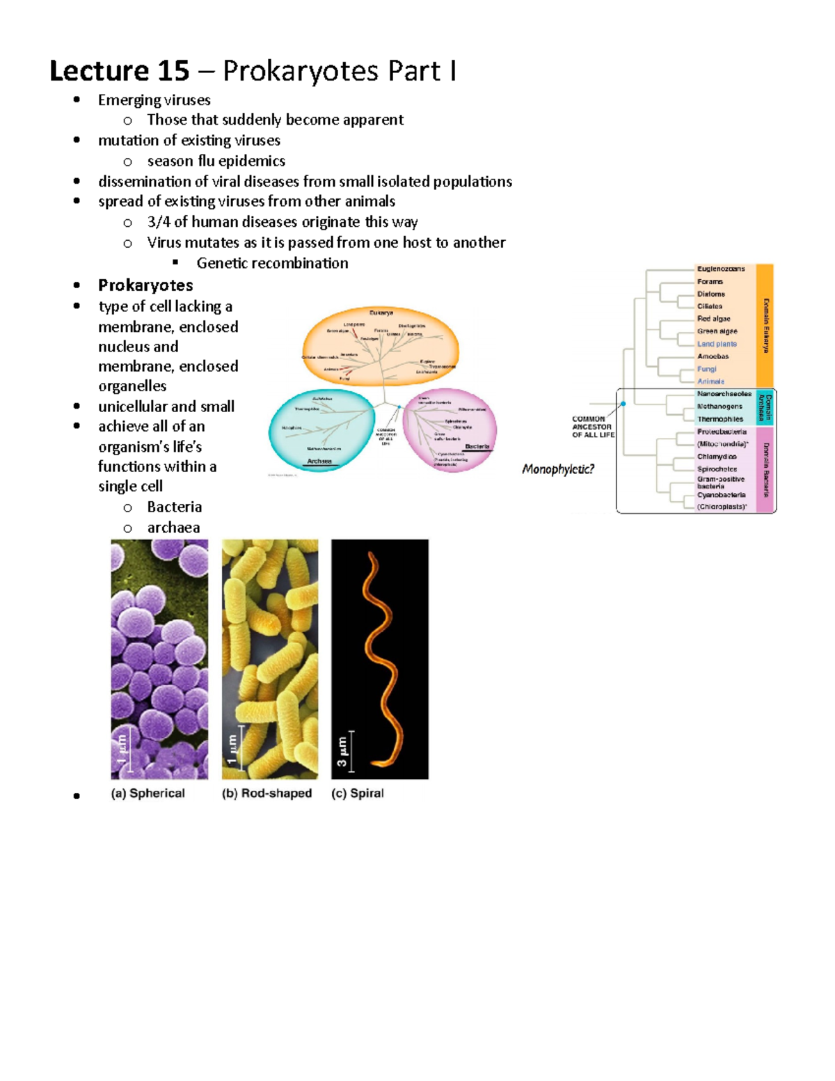 Bio midterm 3 notes - Lecture 15 – Prokaryotes Part I Emerging viruses ...