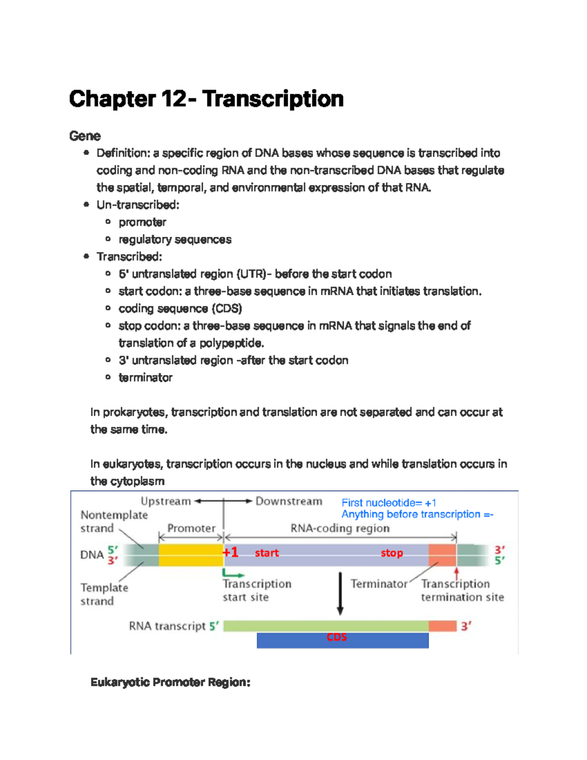 Chapter 12- Transcription Notes - Chapter 12- Transcription Gene In ...