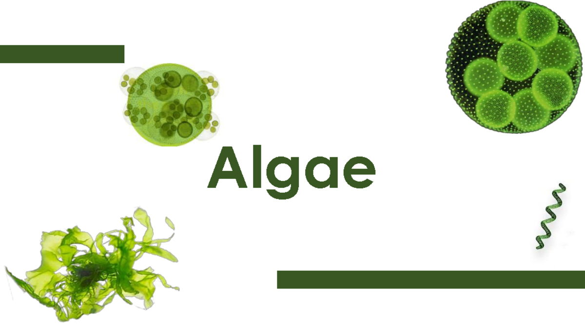 1 Algae, Fungi - Algae very diverse group: from unicellular microalgae ...