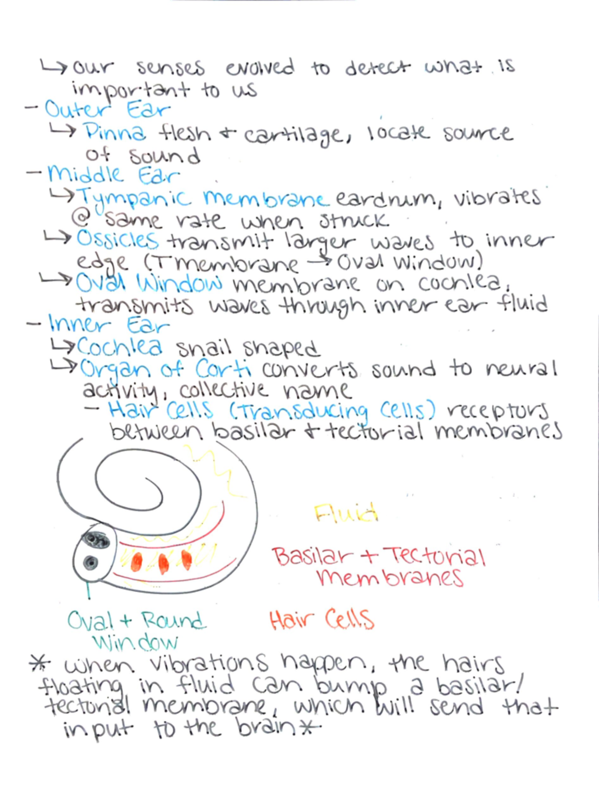 Week 8b Lecture And Assigned Reading Notes Your Senses Evolved To