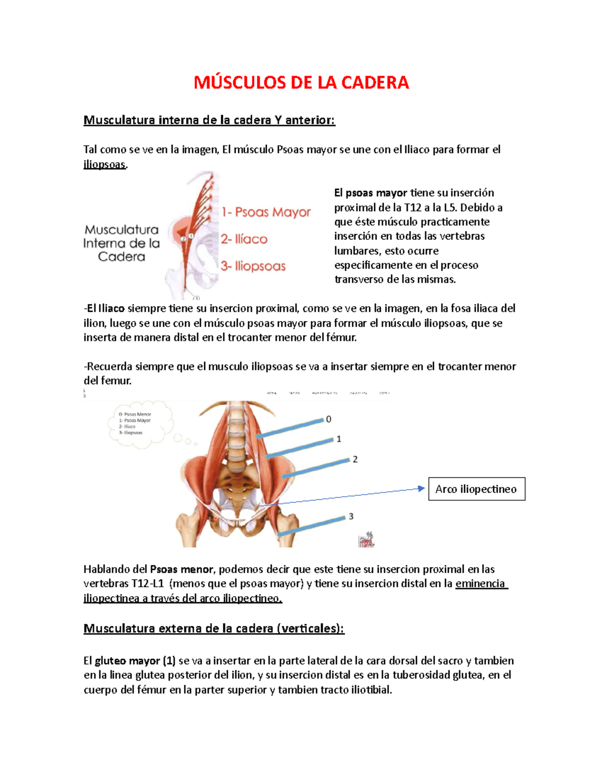 Músculos de la cadera - MÚSCULOS DE LA CADERA Musculatura interna de la ...