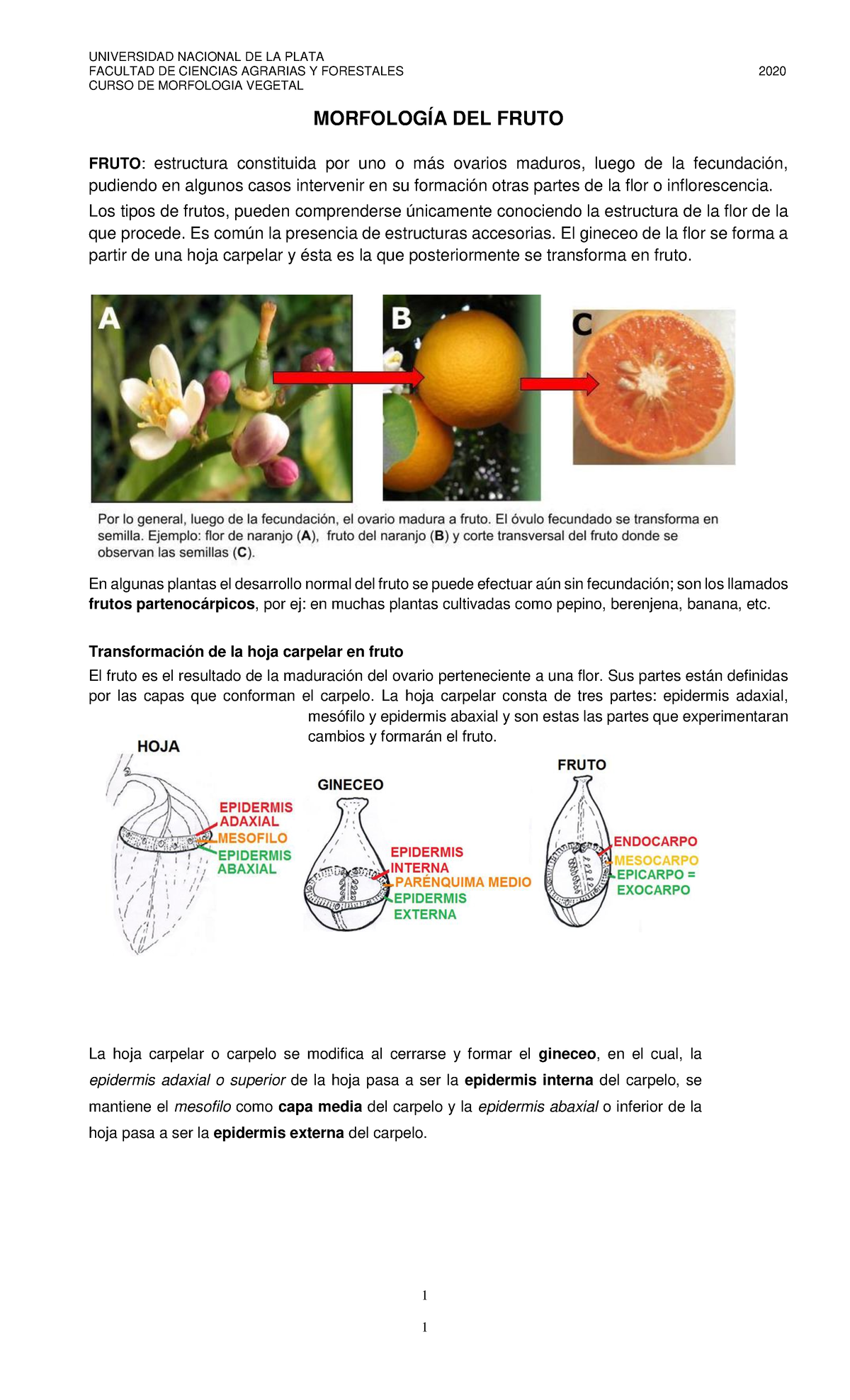 15. EL Fruto 2020, el fruto, practica, material de lectura sobre el ...