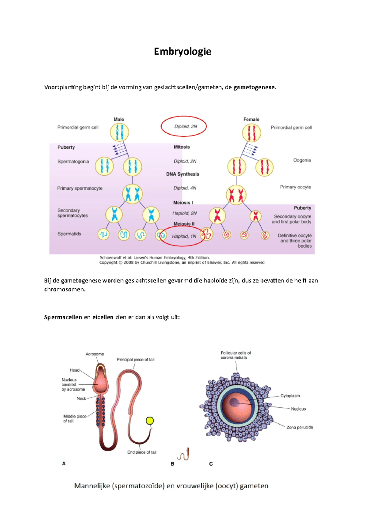 Embryologie - Embryologie Voortplanting begint bij de vorming van geslachtscellen/gameten, de ...
