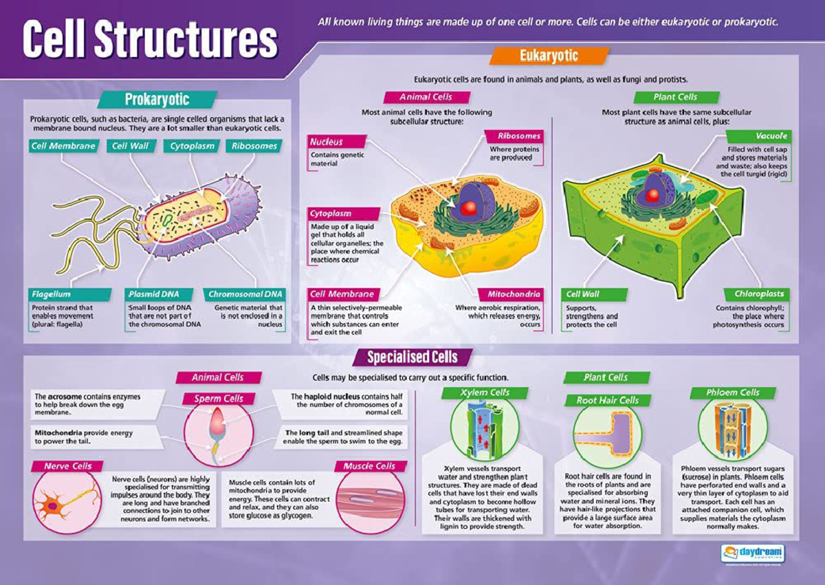 Cell structures - basic notes for general knowledge - BI1BEC1 - Studocu