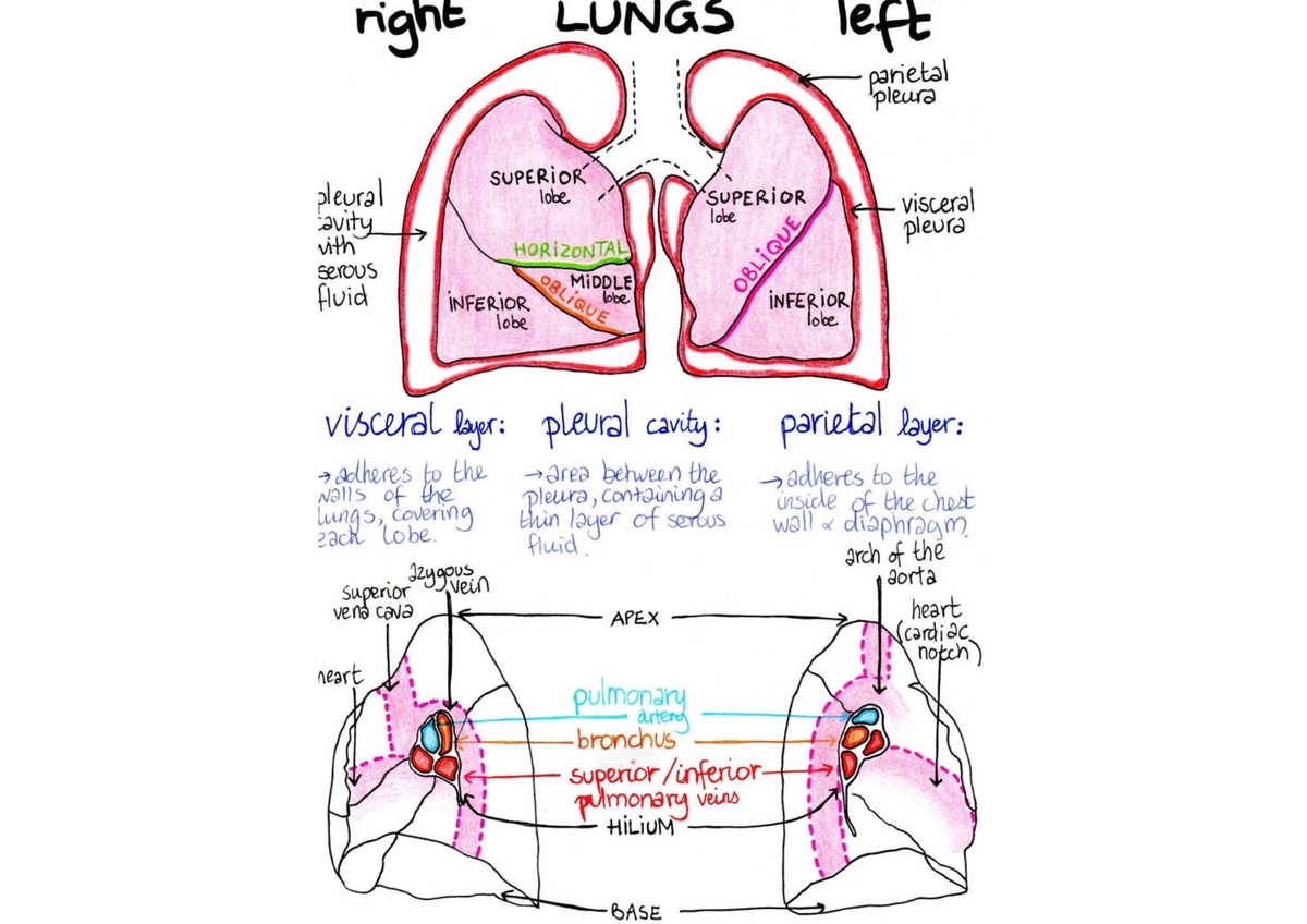 Learning with anatomy - right LUNGS left parietal pleura SUPERIOR ...