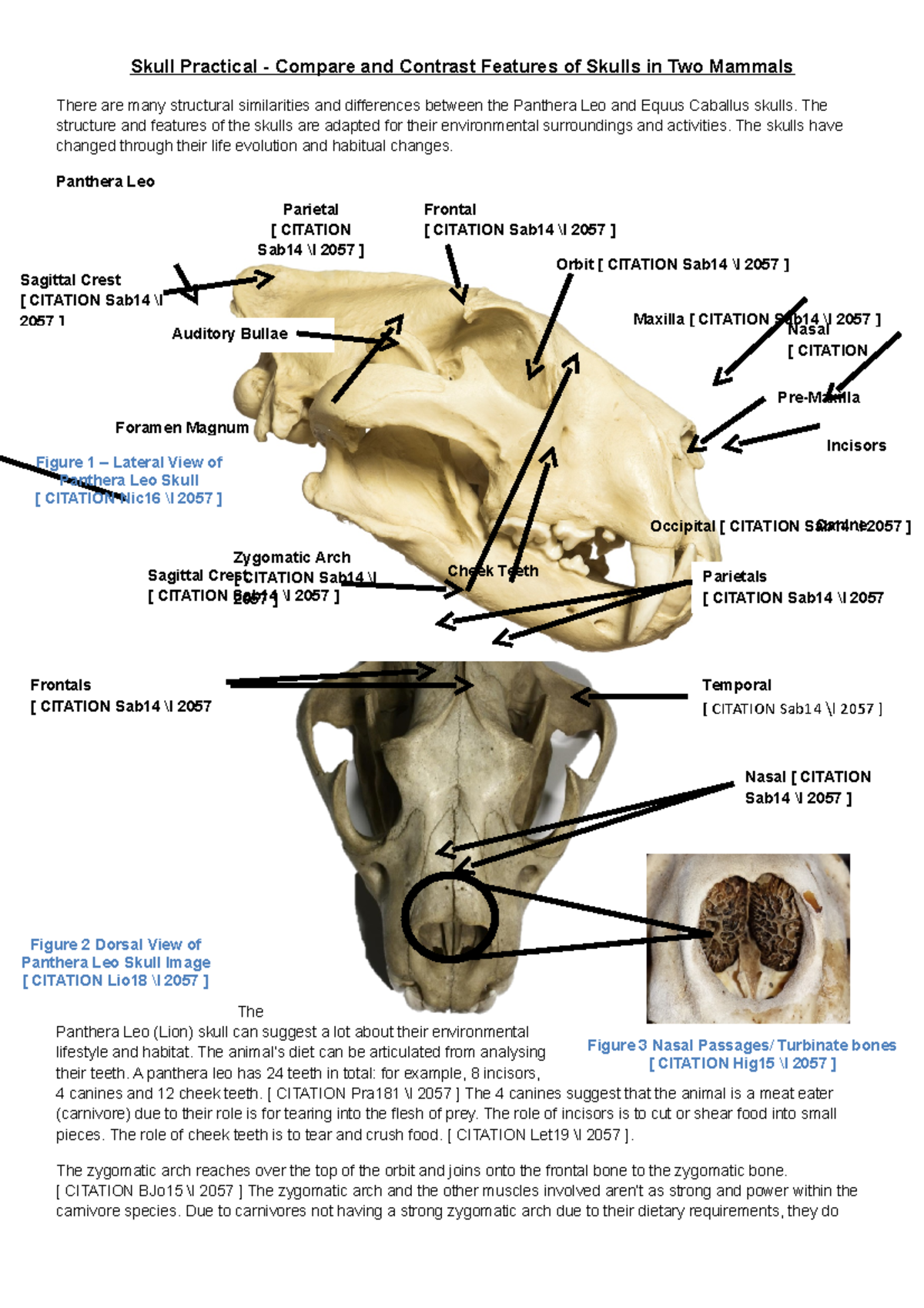 Skull Annotations - Skull Practical - Compare and Contrast Features of ...