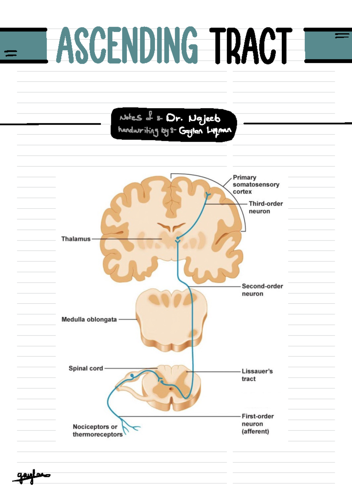 Ascending tracts - Dr najeeb lectures notes for neurology - Neurology ...