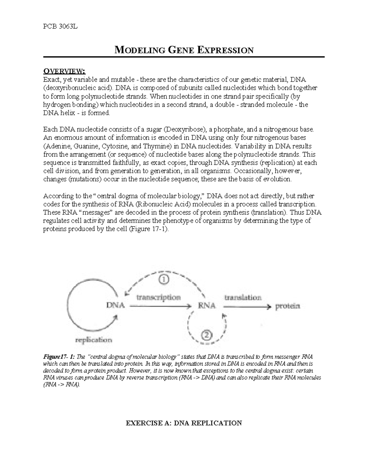 Modeling Gene Expression Part A PCB 3063L - MODELING GENE EXPRESSION ...