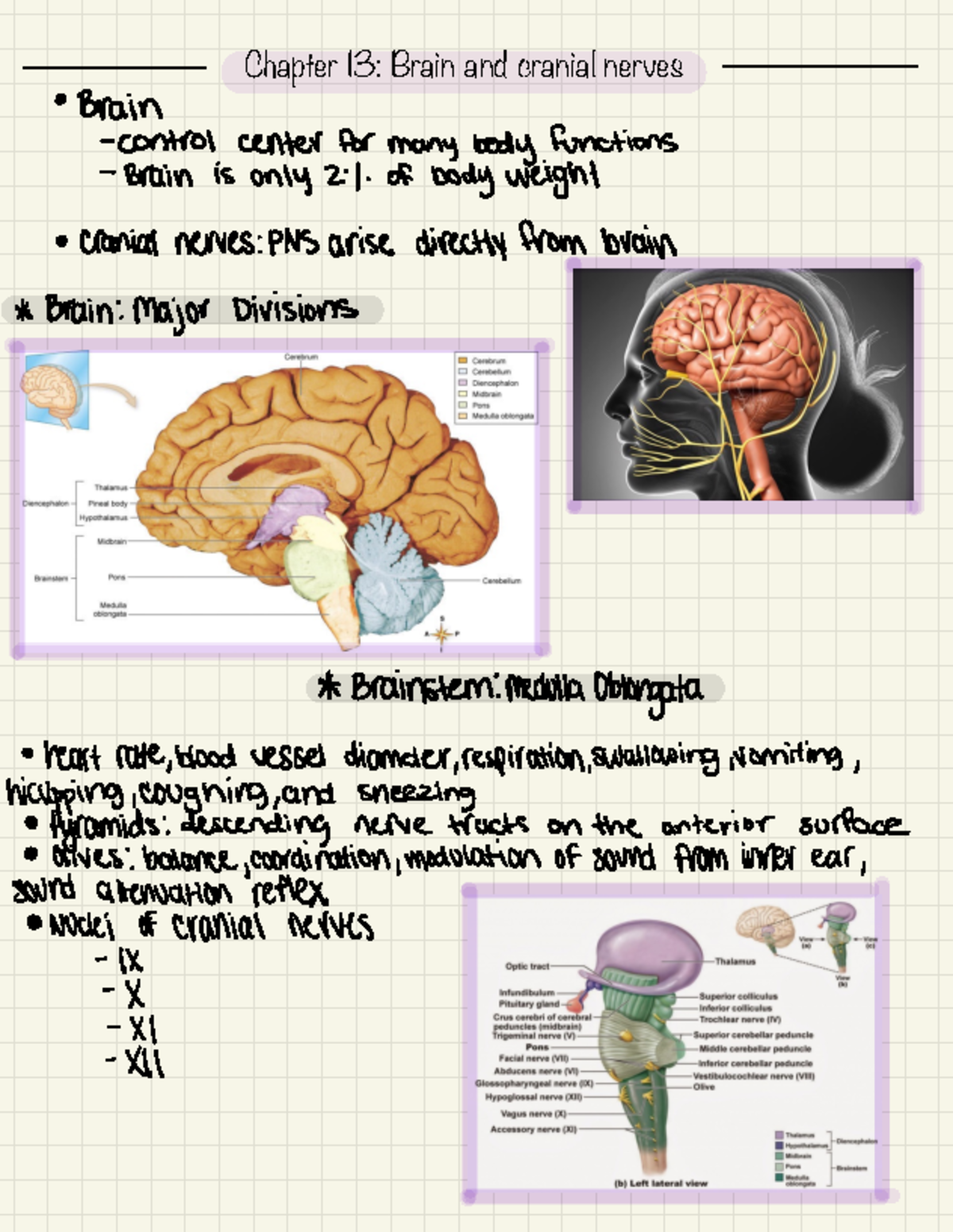 Chapter 13 Notes - ####### Chapter 13: Brain and cranial nerves · Brain ...