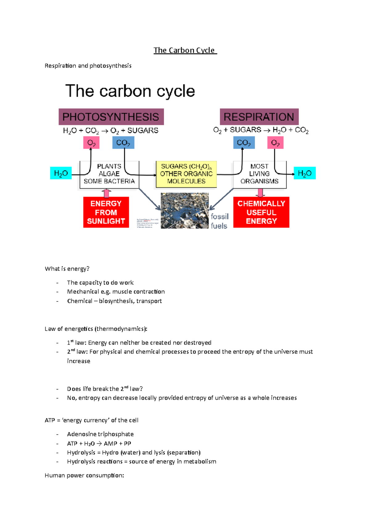 The Carbon Cycle - The Carbon Cycle Respiration and photosynthesis What ...