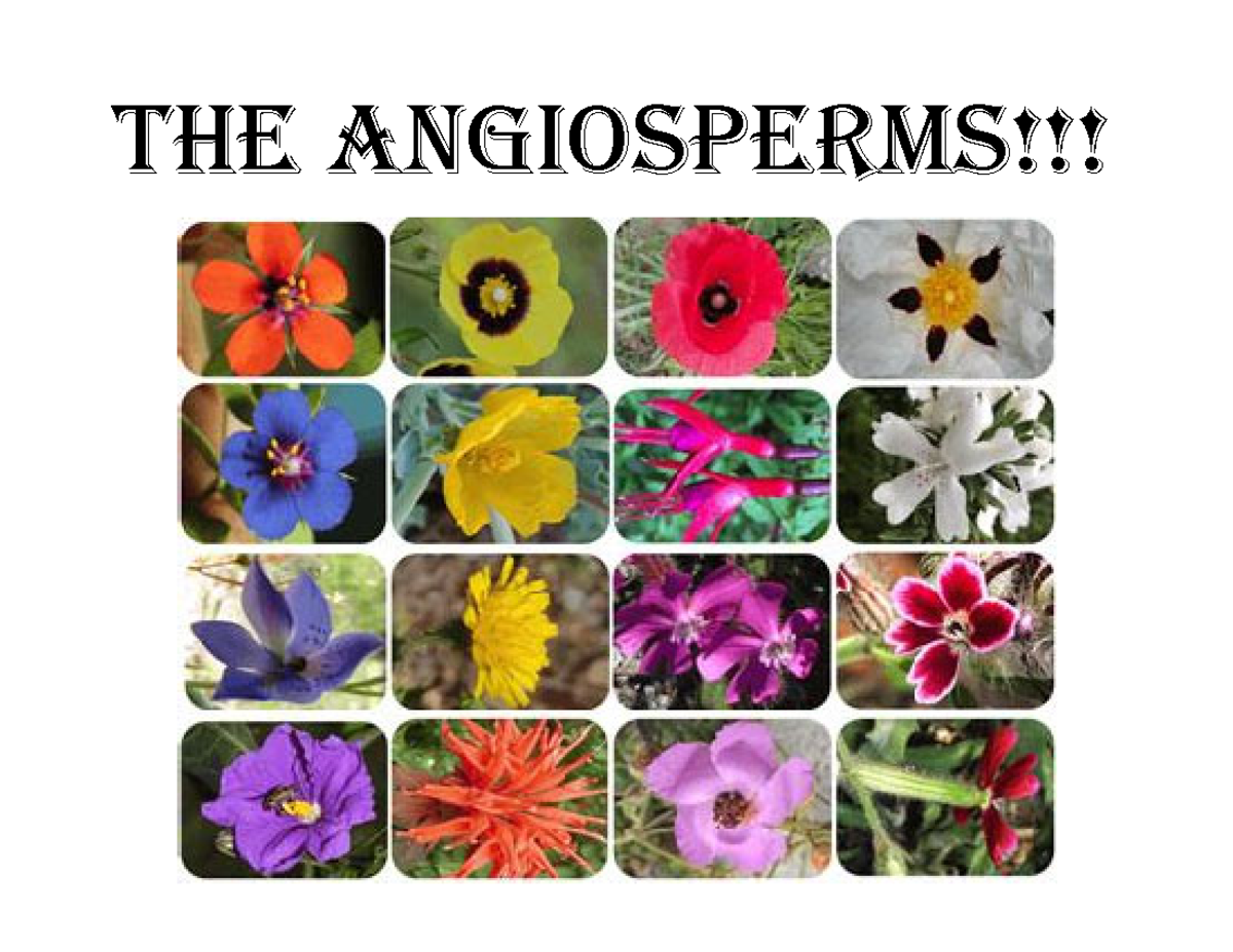 Angiosperms - Slides - THE ANGIOSPERMS!!! Outline • Evolution of ...