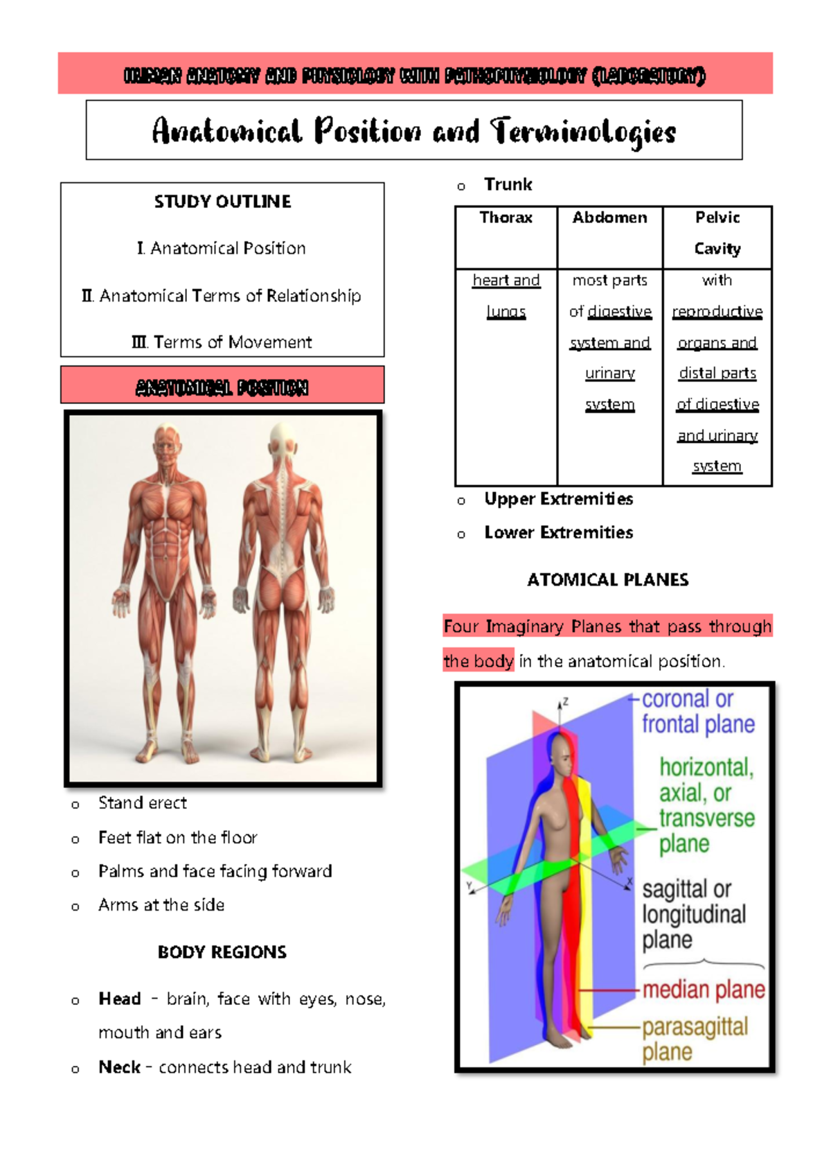 Laboratory #1 Anatomical Positions and Terminologies - Anatomical ...