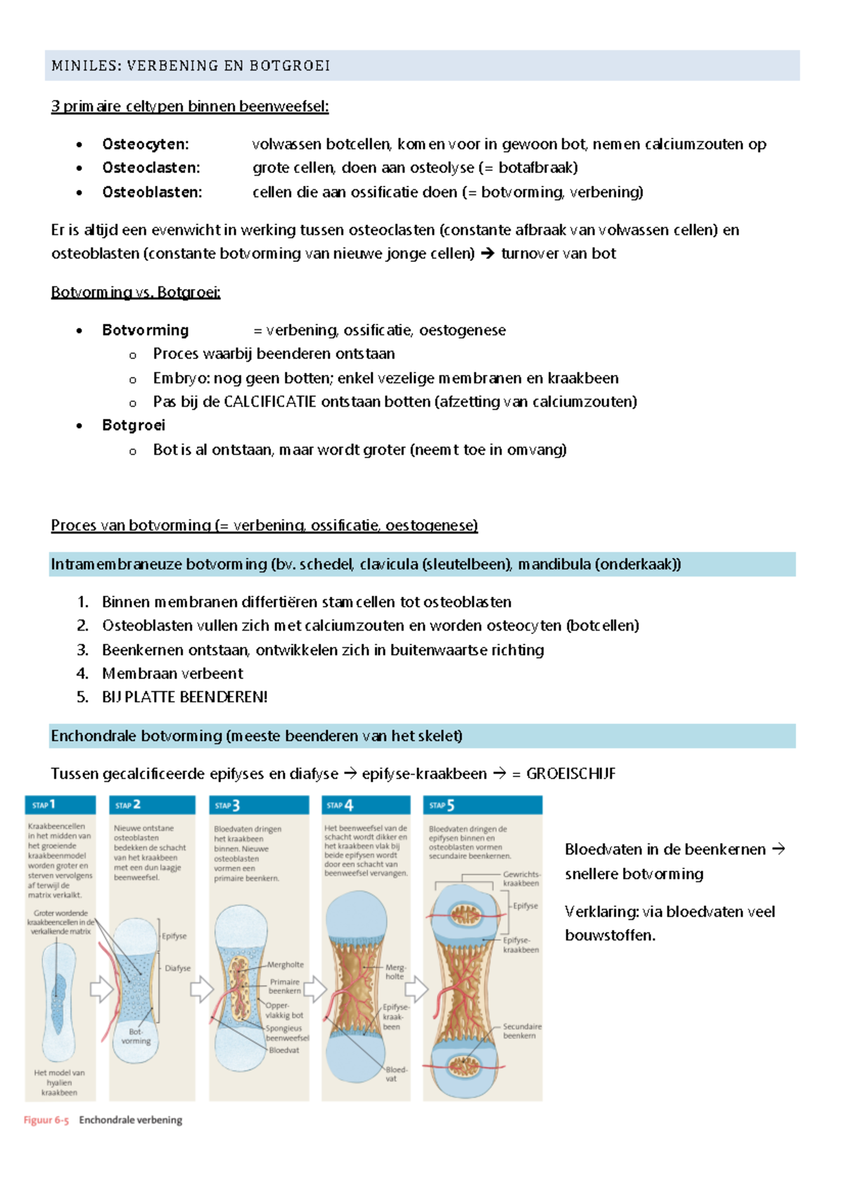 Miniles verbening en botgroei - MINILES: VERBENING EN BOTGROEI 3 ...