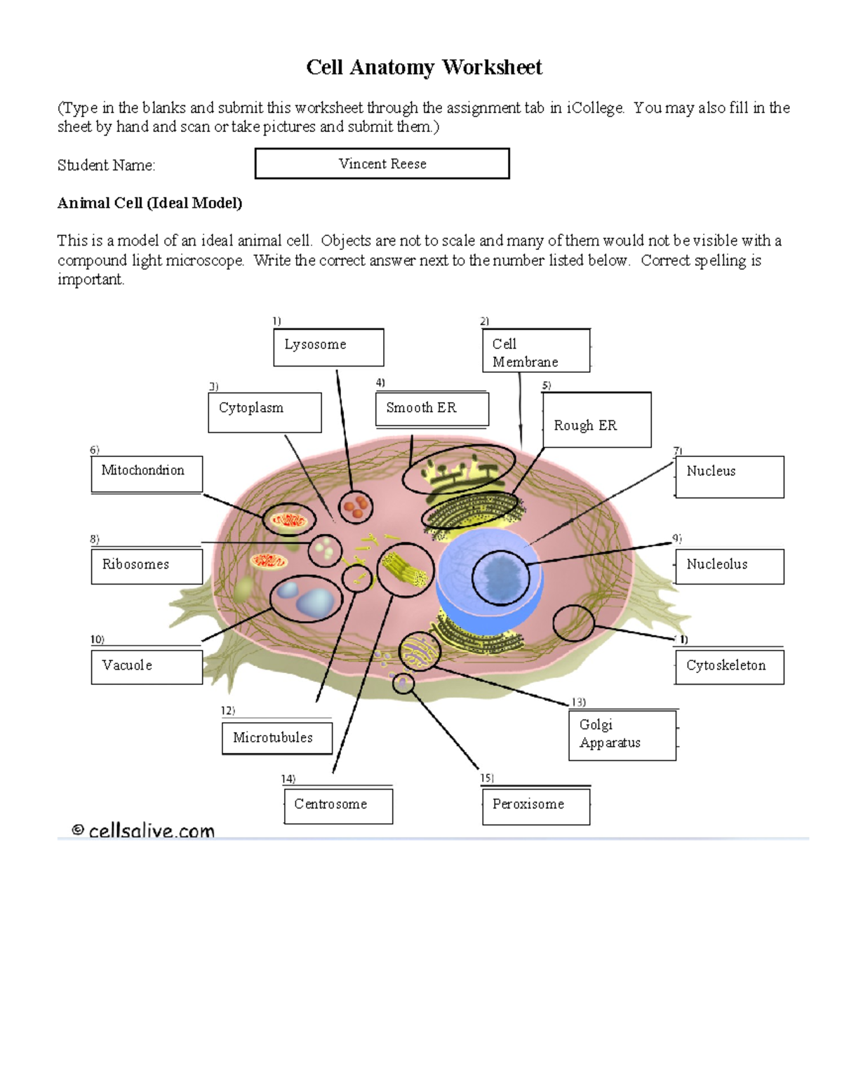Cell Anatomy Worksheet - Cell Anatomy Worksheet (Type in the blanks and ...