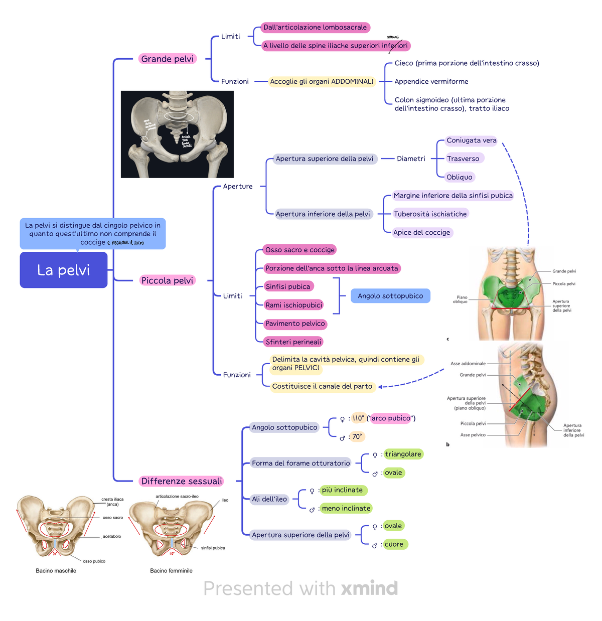 La pelvi - Riassunto Trattato di Anatomia umana - La pelvi Grande pelvi ...