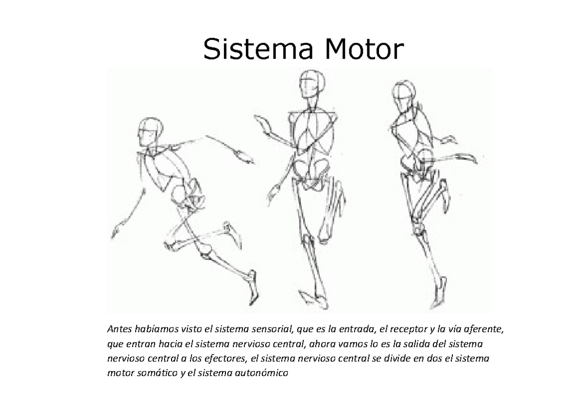 Clase 04 Sistema motor - dhyhygtg - Fisiología - Universidad Andrés ...
