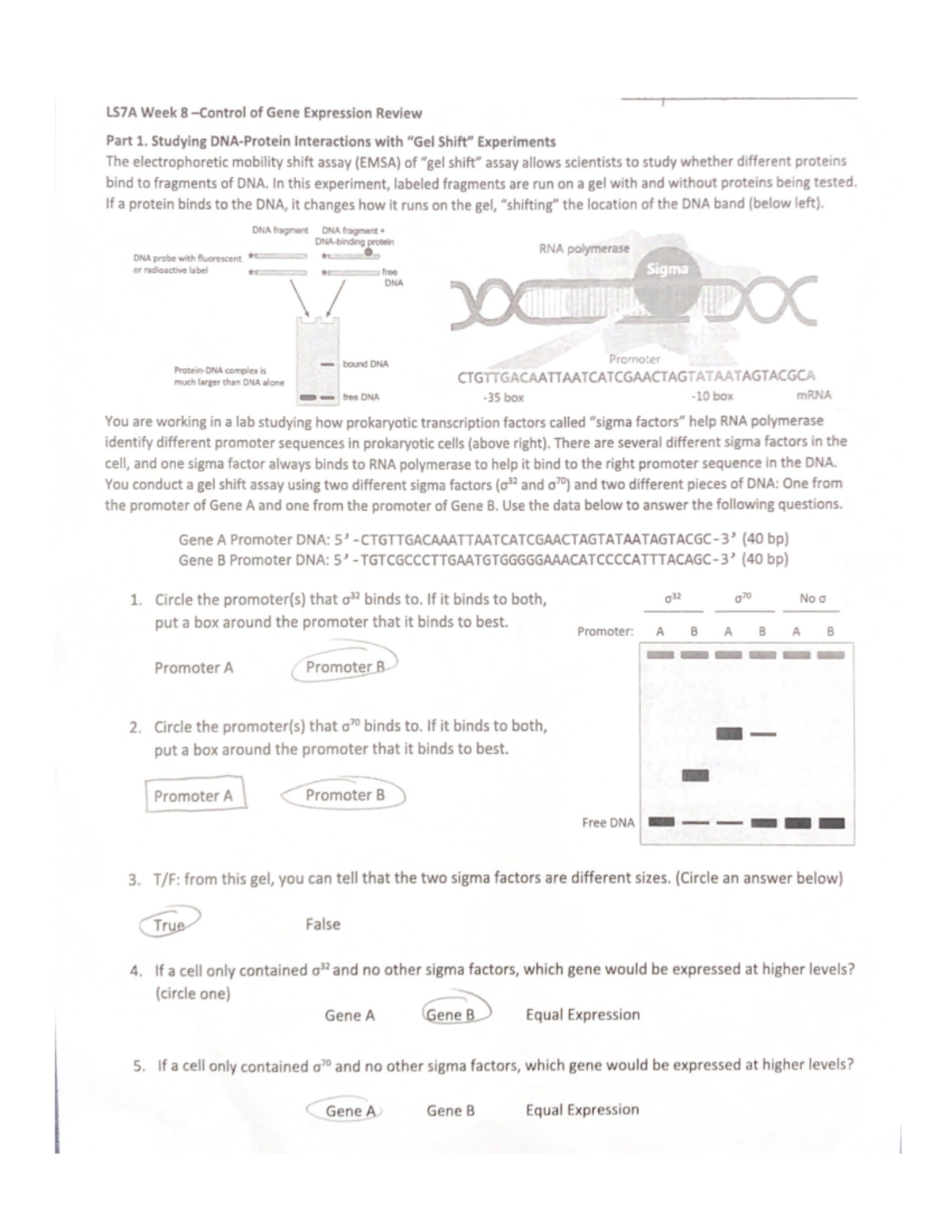 DNA Protein - Part 2. Exploring Gene Expression in the Human Genome ...