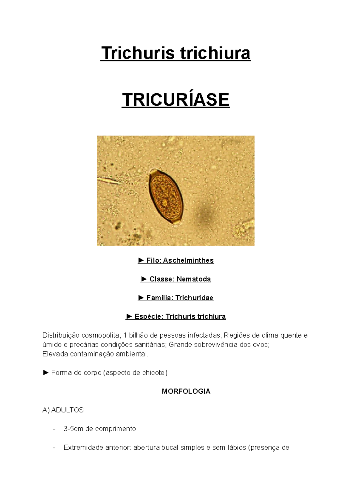 Trichuris trichiura - Resumo - Trichuris trichiura TRICURÍASE Filo ...