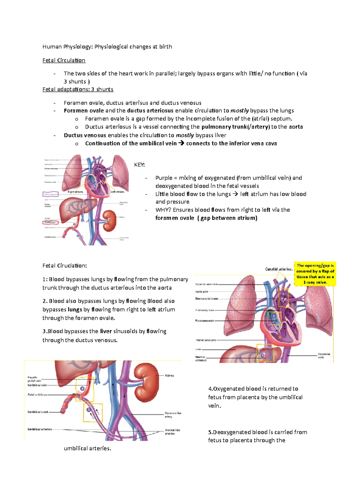 Physiological changes during Birth - Human Physiology: Physiological ...