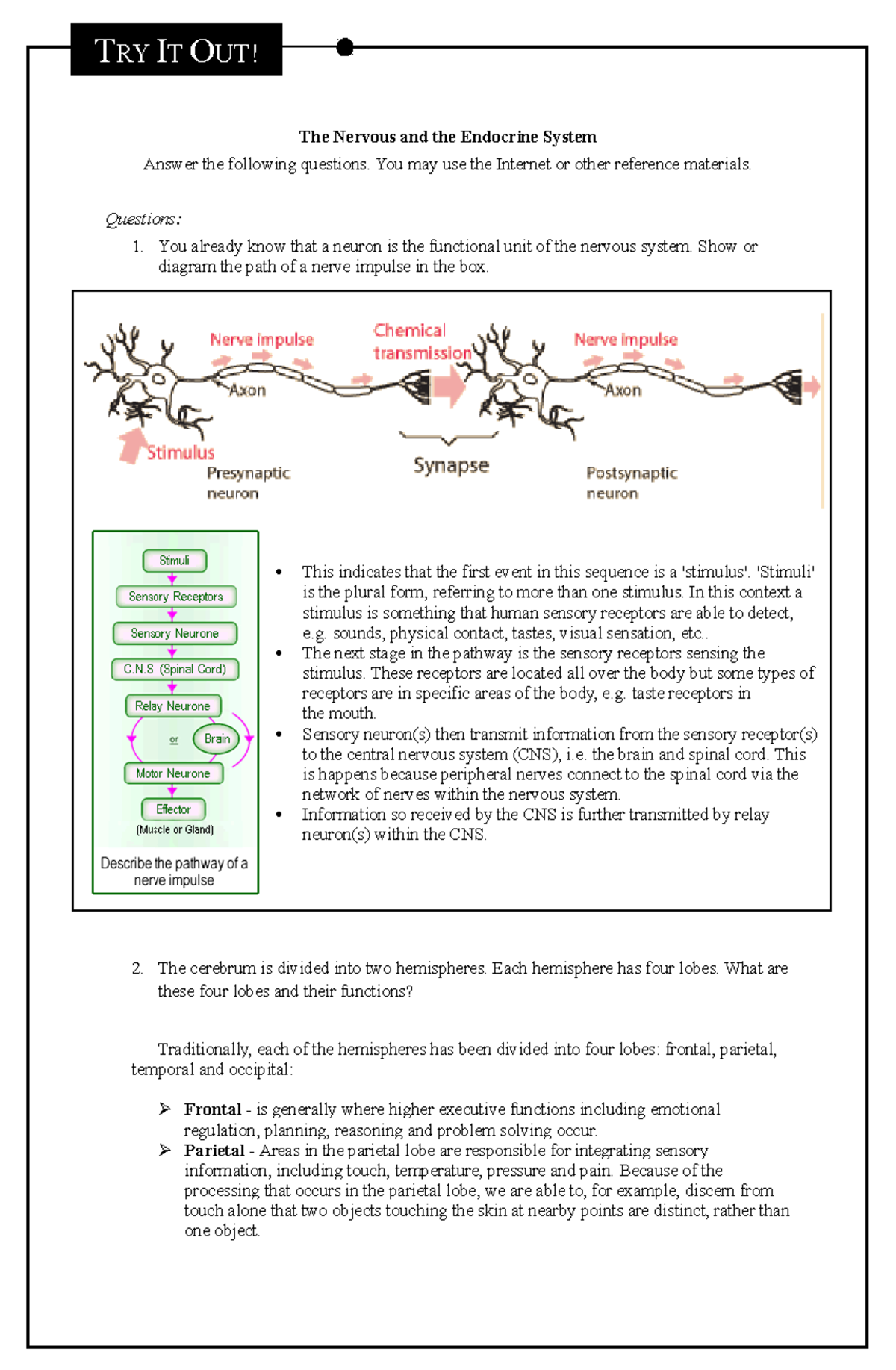 Nervous & Endo System - The Nervous and the Endocrine System Answer the ...