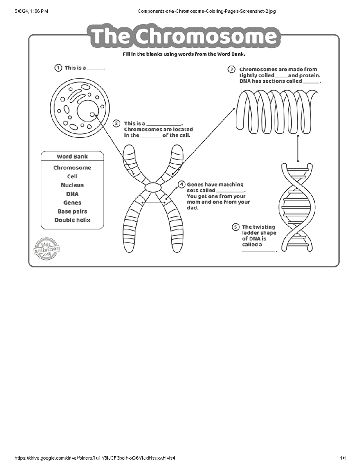 Components of a Chromosome Coloring Pages Screenshot 2 - 1:06 PM The ...