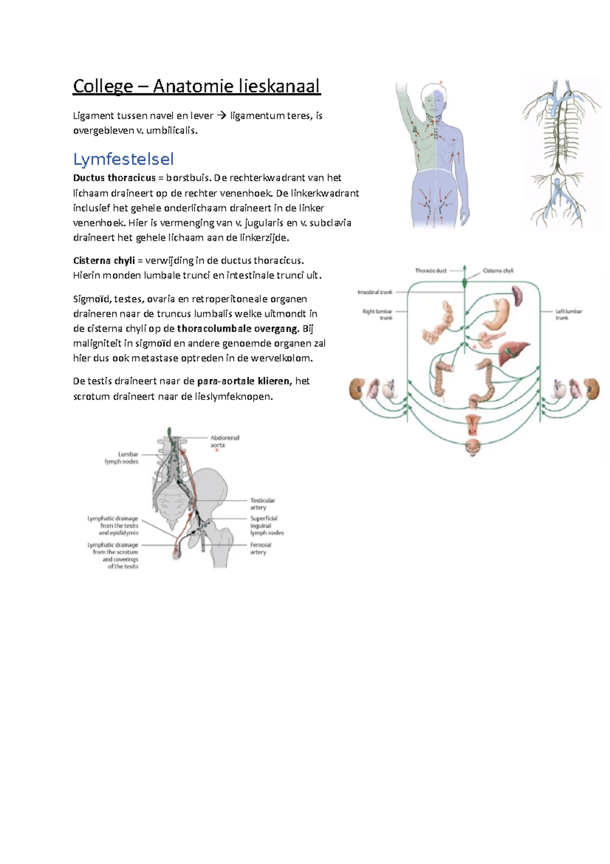 College - Anatomie lieskanaal - College – Anatomie lieskanaal Ligament ...