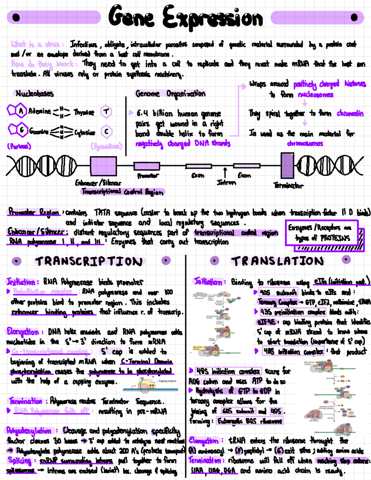 Lecture 3 - HEHE - Gene Expression - What is a virus : Infectious ...