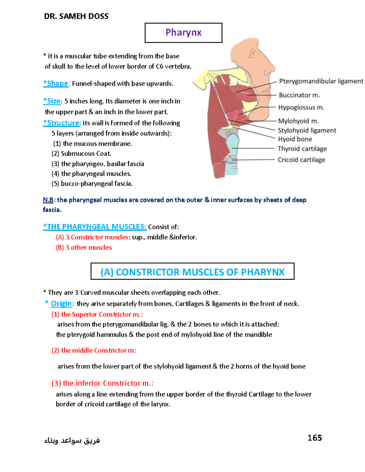 Pharynx - Neck Anatomy ( atlas included ) - 165 it is a muscular tube ...